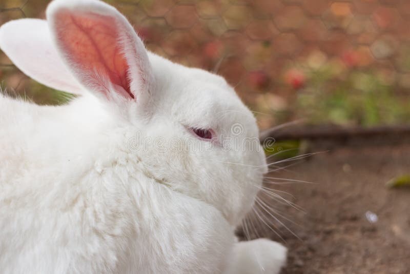 Face of the White Furry Rabbit. Stock Image - Image of adorable, detail ...