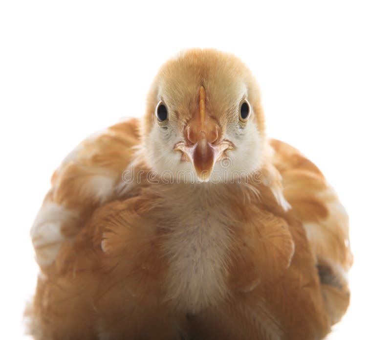 1,485 Chicken Face Close Up Stock Photos - Free & Royalty-Free Stock ...
