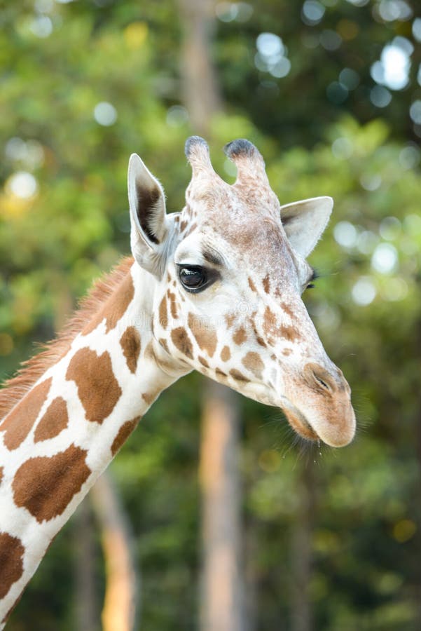 Reticulated giraffe stock photo. Image of giraffa, mammal - 108773760