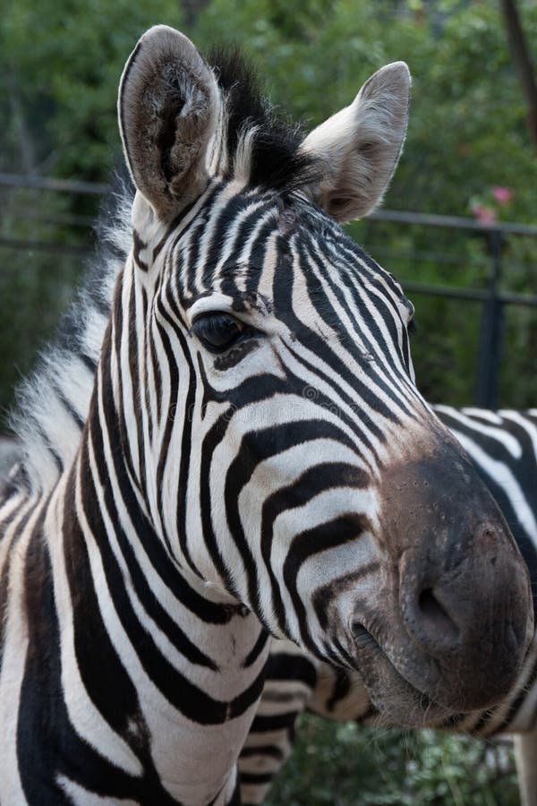 1,213 Zebra Face Close Up Stock Photos - Free & Royalty-Free Stock ...