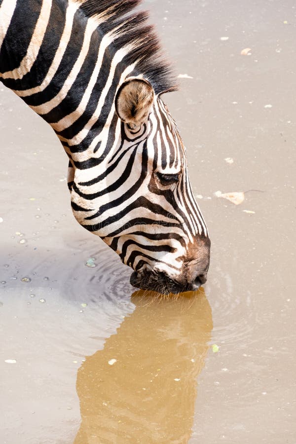 Close Up of the Face of a Zebra Drinking Water Stock Image - Image of ...