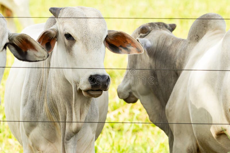 Close Up of the Faces of Some Cattle. Stock Image - Image of field ...