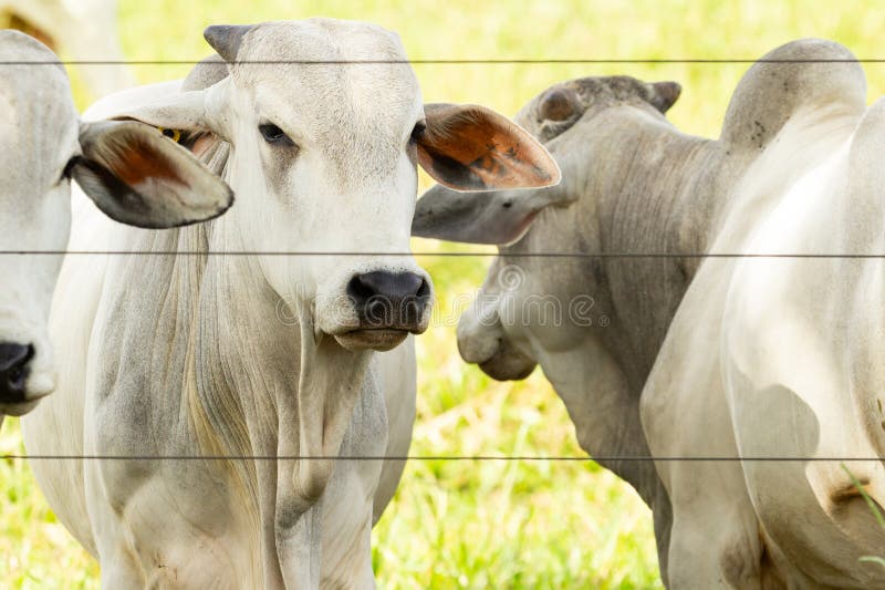 Close Up of the Faces of Some Cattle. Stock Image - Image of cute, food ...