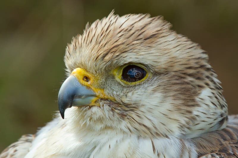 A close-up of a falcon stock photo. Image of graphics - 23722060