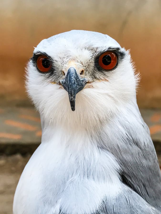 Portrait of falcon bird stock image. Image of eagle, wing - 99794663