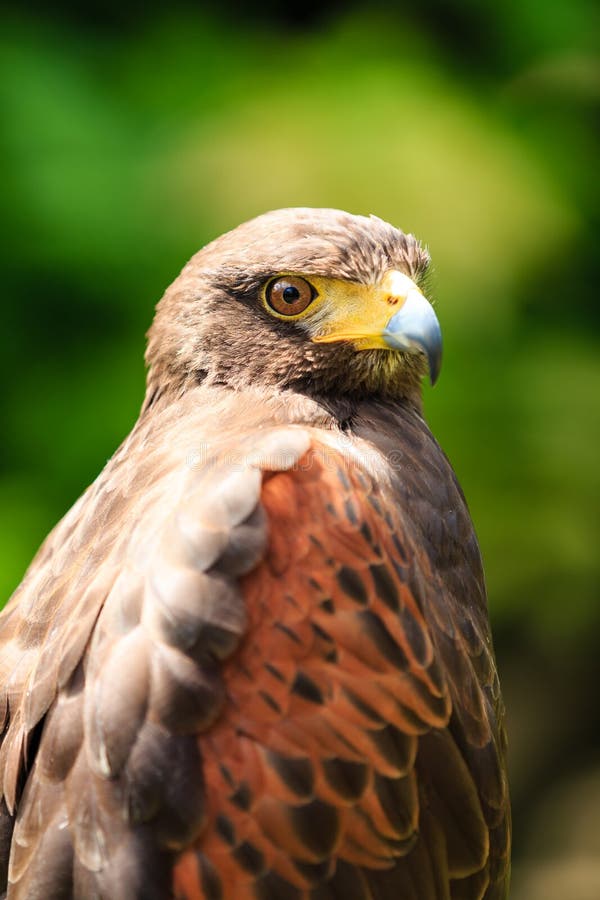 Falcon with its beak open stock photo. Image of feather - 42194924