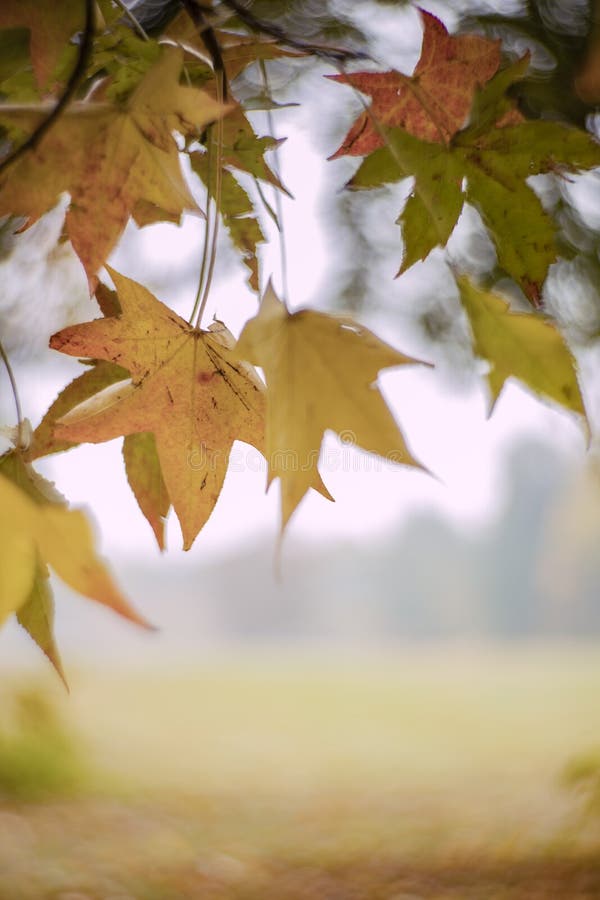 Fall Leaf Background with Bokeh Stock Image - Image of background ...
