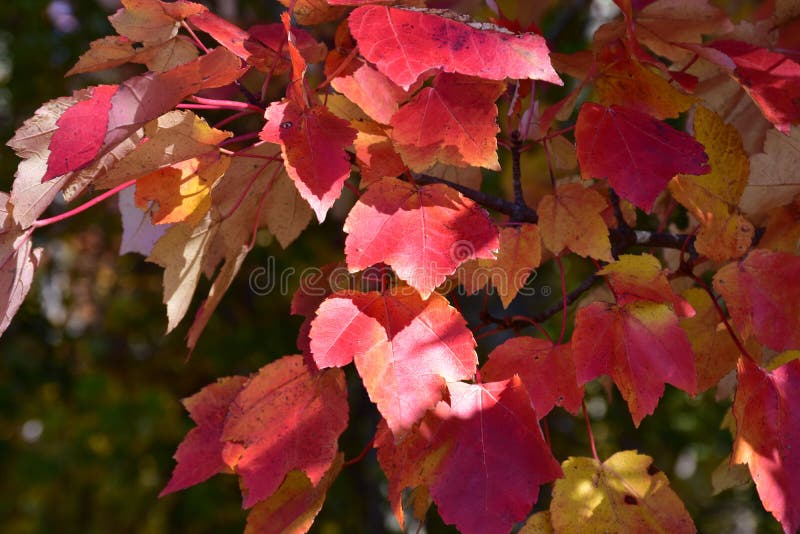 Close Up of Fall Foliage in October Stock Photo - Image of macro, leaf ...