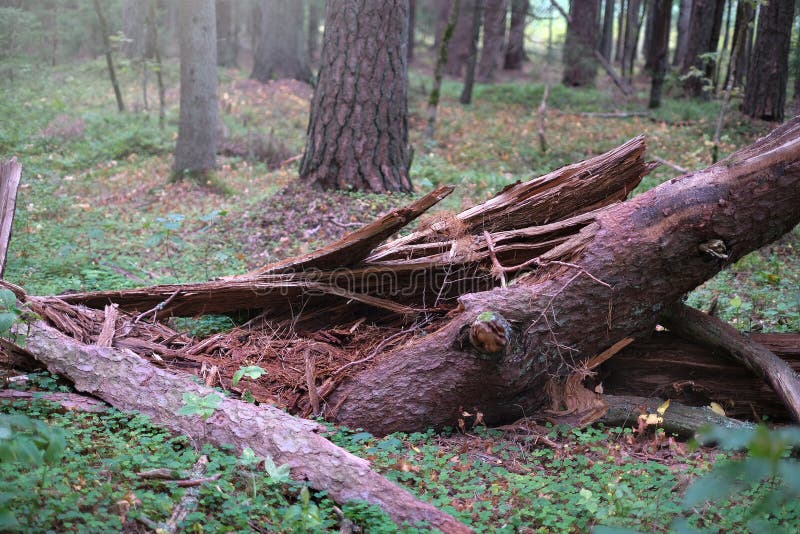 Close-up of Fallen and Broken Tree in a Sunny Forest on a Clear Day ...