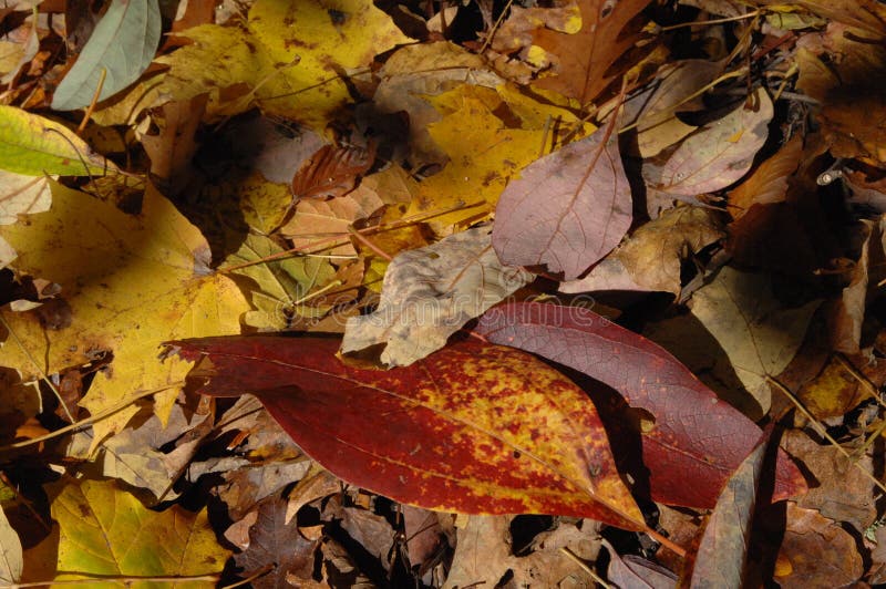 Fall foliage close up stock photo. Image of closeup - 163014690