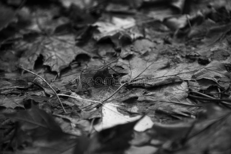 Fall leaf on the ground stock image. Image of nature - 140693553