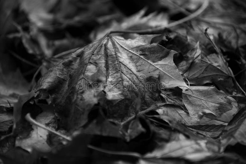 Fall leaf on the ground stock image. Image of nature - 140693553