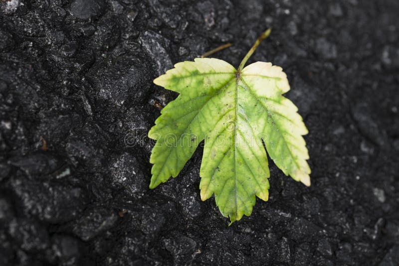 Close Up of Fallen Green Leaf on Dark Ground Stock Image - Image of ...