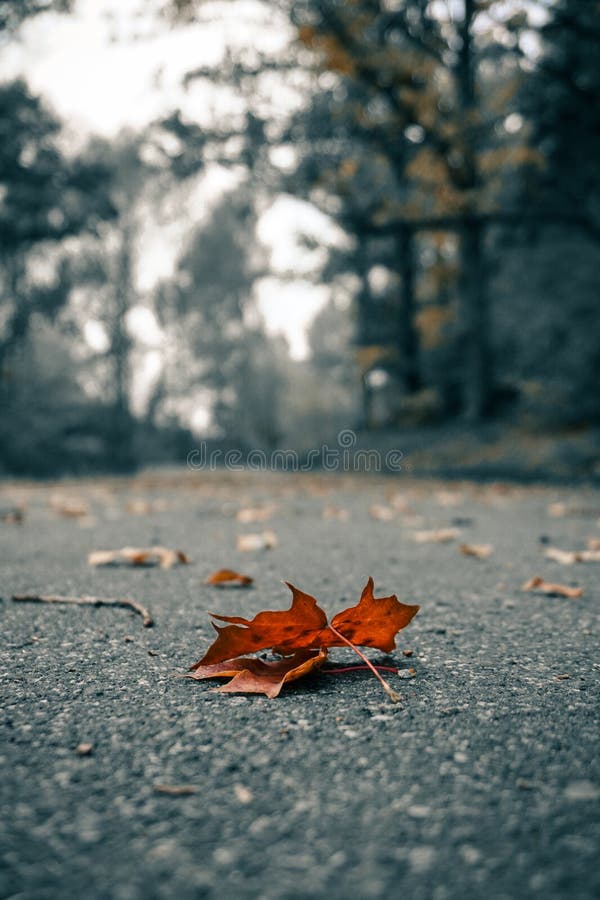 Close up of a fallen leaf stock photo. Image of tints - 295500776