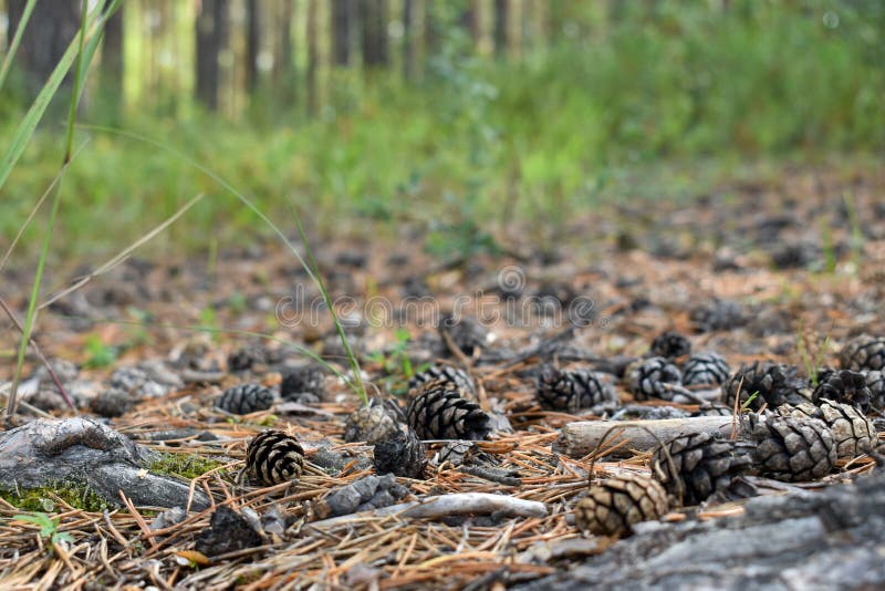 Close-up - Fallen Pine Cones in the Forest Surrounded by Needles ...