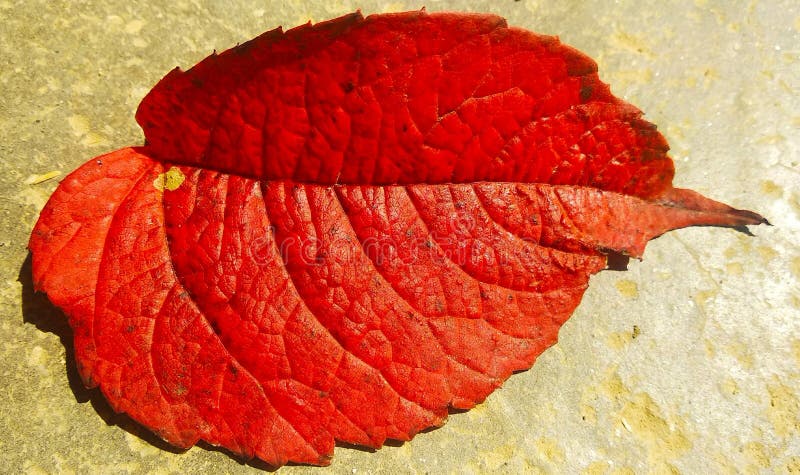 Close Up of a Fallen Red Leaf Stock Image - Image of organ, food: 197428089