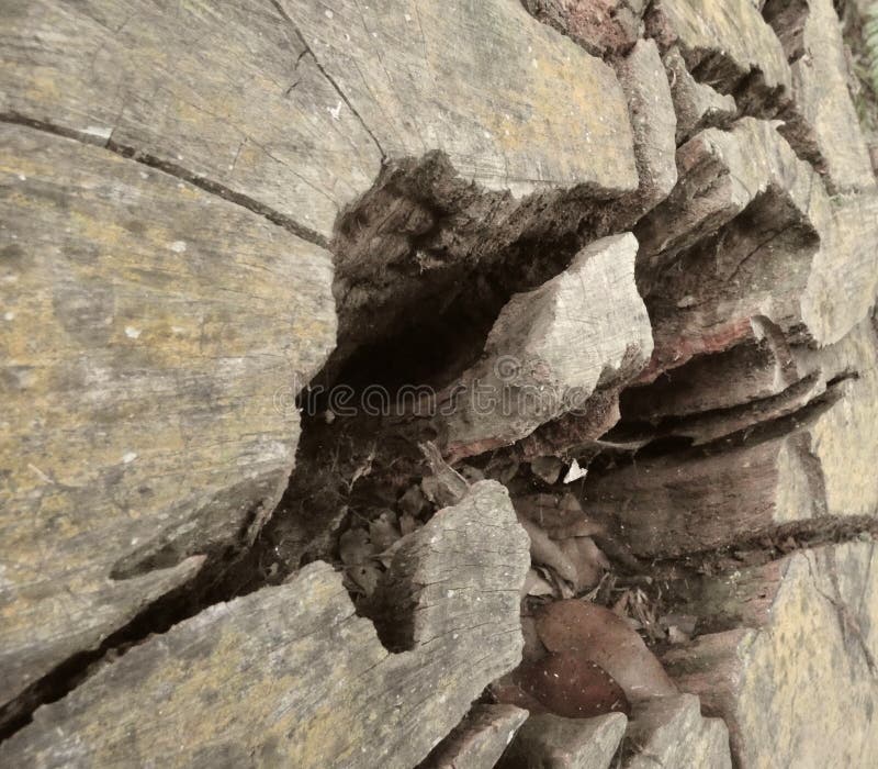 A Close Up of a Fallen Tree Stump Stock Image - Image of close, tree ...