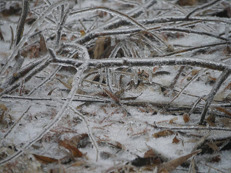 Fallen Twigs Covered in Ice and Snow in the Ground Stock Image - Image ...