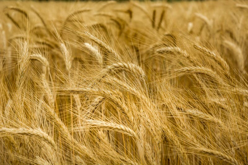 Golden Triticale in Grain Field Stock Image - Image of horizon, natural ...