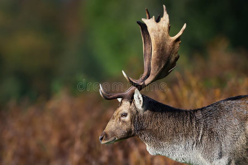 Close Up of a Fallow Deer (Dama Dama Stock Image - Image of antlers ...