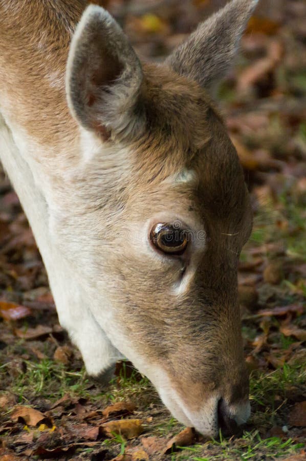 Close Up of a Fallow Deer Fawn Stock Image - Image of fallow, dama ...