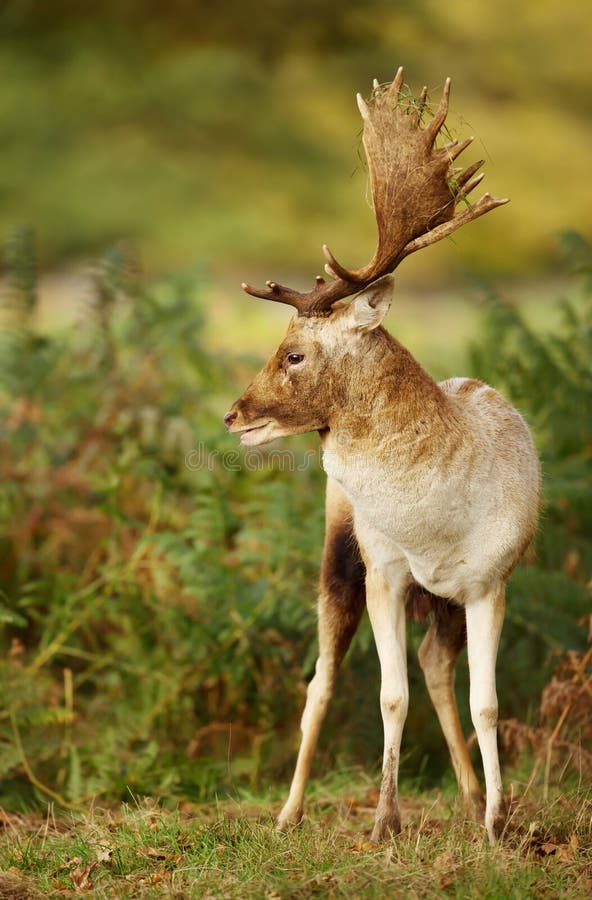 Close Up of a Fallow Deer in the Fern Field Stock Image - Image of ...