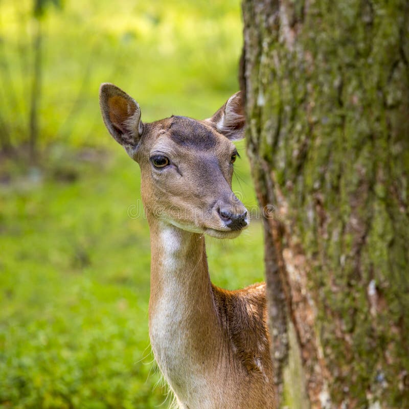 Close-up Fallow Deer in Wild Nature Stock Image - Image of adult, ears ...