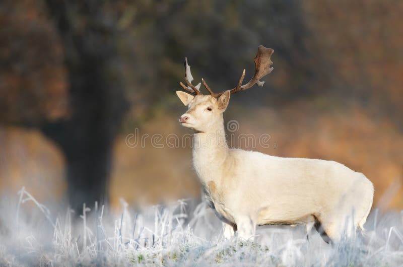 Close Up of a Fallow Deer in Winter Stock Photo - Image of deer, dama ...