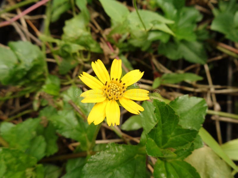Eclipta Prostrata Commonly Known As False Daisy, Yerba De Tago ...