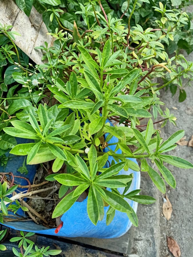 Close Up of Fameflower Plant Stock Image - Image of flower, plant ...