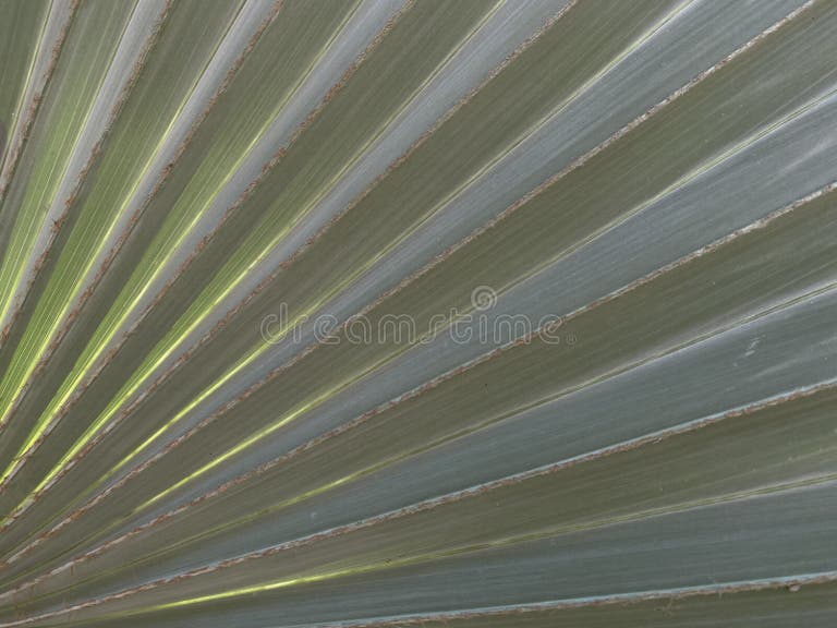 A Close-up of a Fan Palm Frond, Showcasing Its Straight Lines and Leaf ...