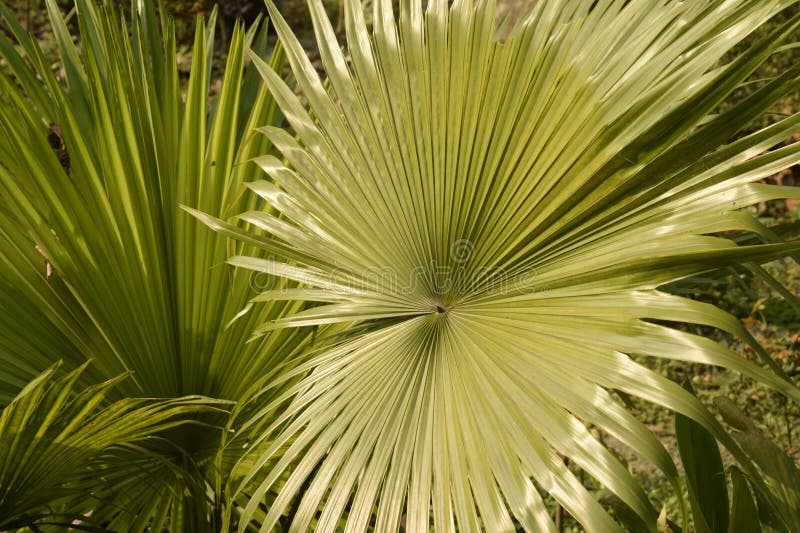 Close Up of Fan Palm Leaf Pattern Stock Illustration - Illustration of ...