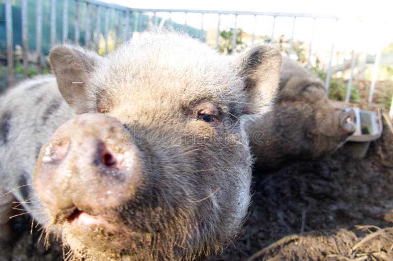 Close Up of a Farm Pig S Face, with Another Pig Behind Stock Image ...
