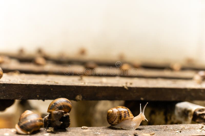 Close-up Farm for Snails Growing. Stock Image - Image of portrait ...