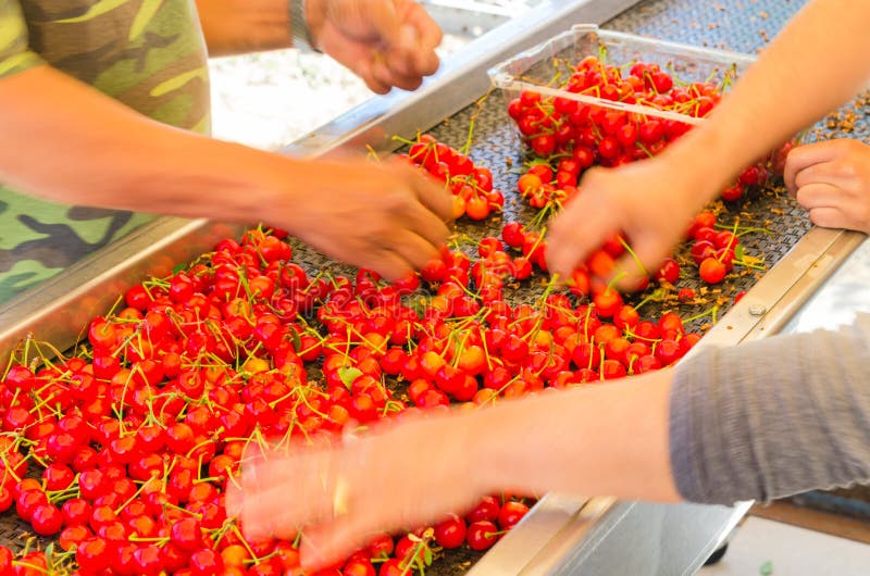Farmer Hands Sorting and Processing Red Cherries Manually on Conveyor ...