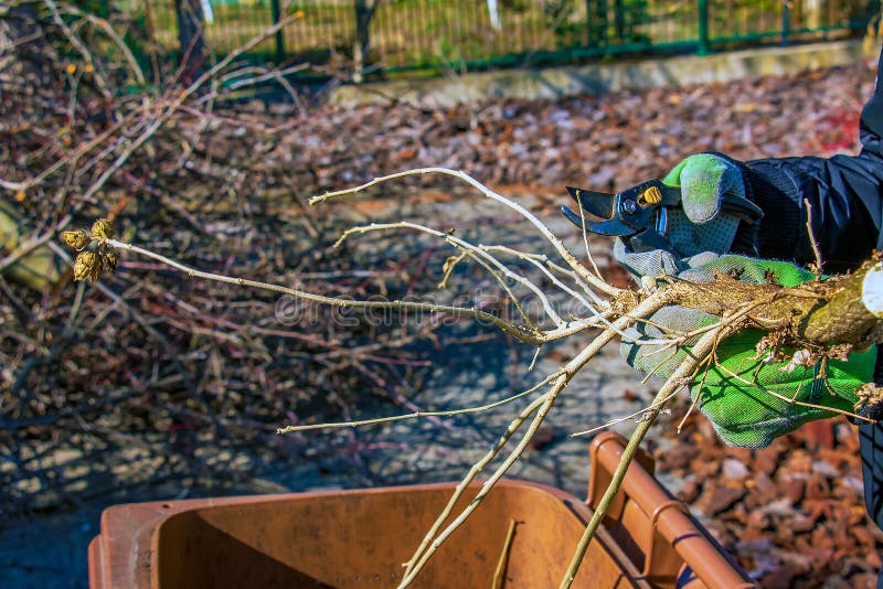 Close-up of Farmer S Hand in a Green Work Glove Using Pruner. Stock ...