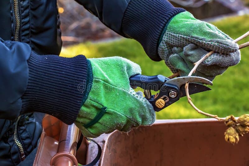 Close-up of a Farmer S Hand in a Green Work Glove Using a Pruner. Stock ...