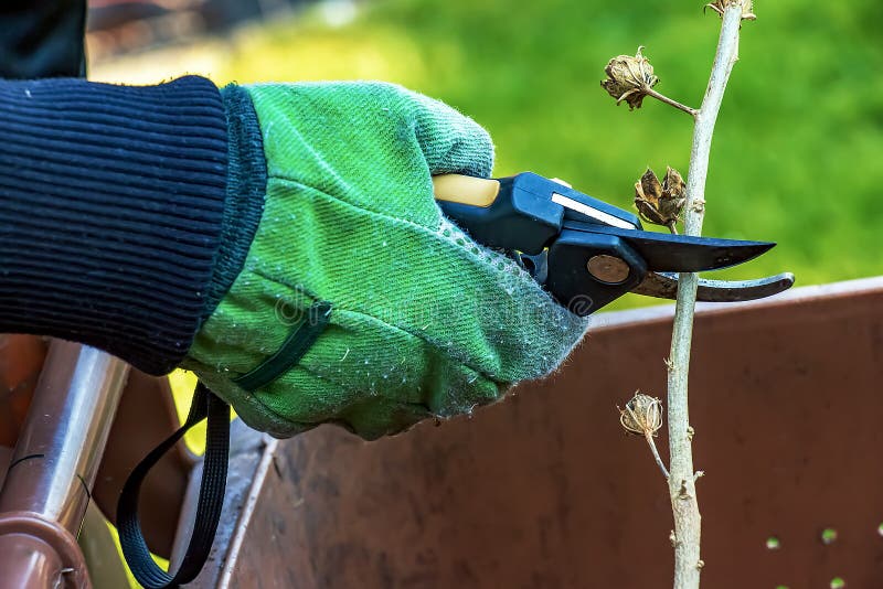 Close-up of a Farmer S Hand in a Green Work Glove Using Pruner. Stock ...
