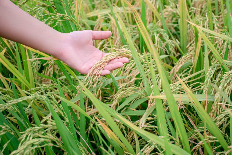 Close Up of a Farmer`s Hand Touching a Soft Rice in a Rice Field ...