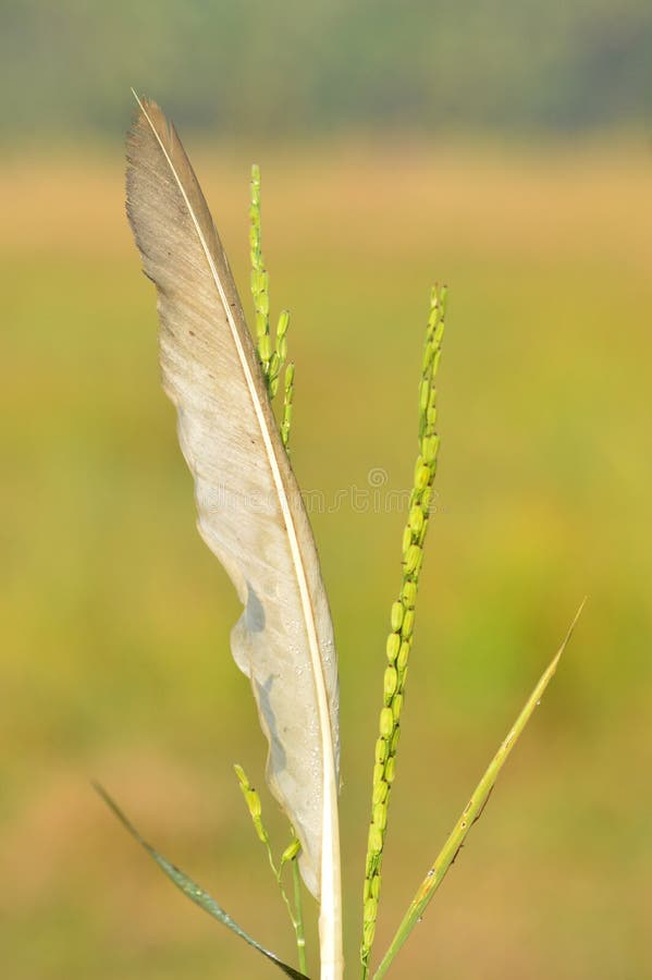 Close Up of a Feather in the Paddy Plant Stock Photo - Image of close ...