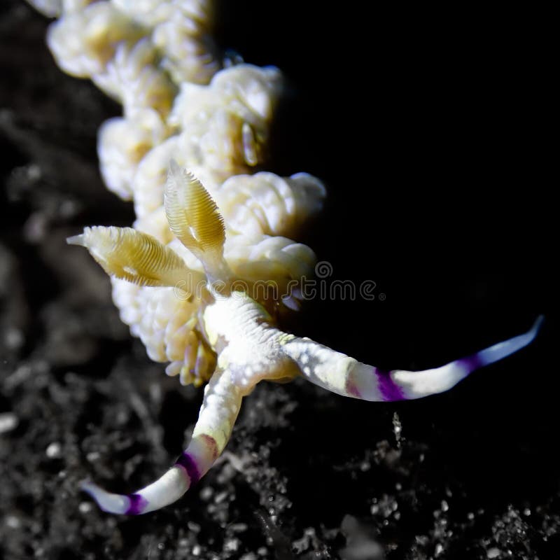 Close Up of Favorinus Pacificus Stock Photo - Image of indonesia, bali ...
