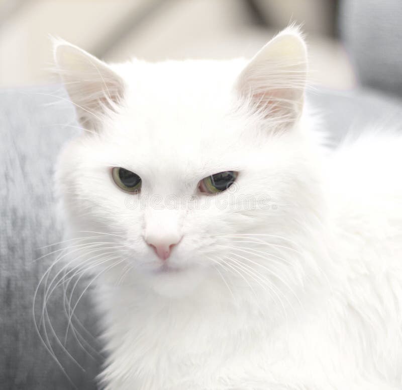 Close Up.favorite Pet a Big White Cat Stock Image - Image of watching ...