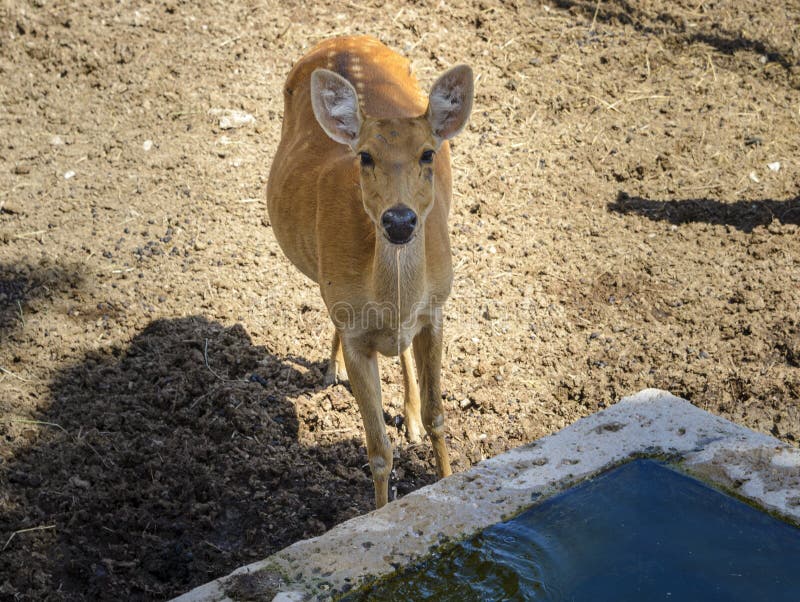 Close-up of Fawn looking stock photo. Image of herd - 176570264