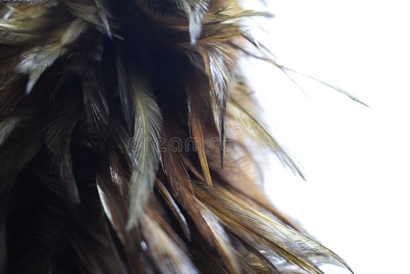 Close Up of Feather Broom on White Background Stock Image - Image of ...
