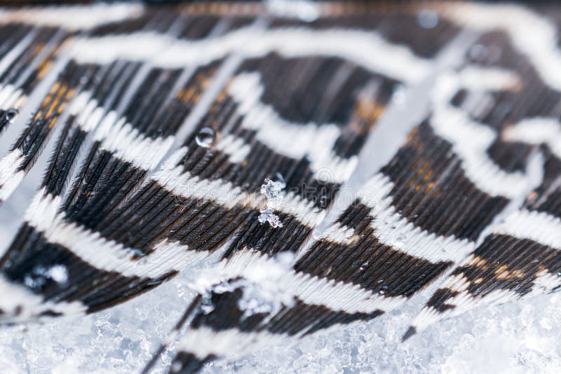 Close up of feather stock photo. Image of fragile, backgrounds - 172611594