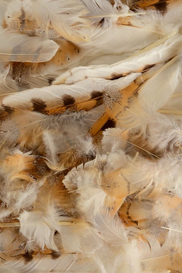 Close-up Of Feather Plume Background Texture Stock Photo - Image of ...