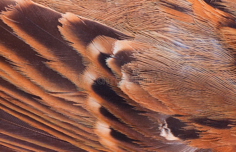 Close Up Feather of Sparrow for Stock Photo - Image of feather, bird ...