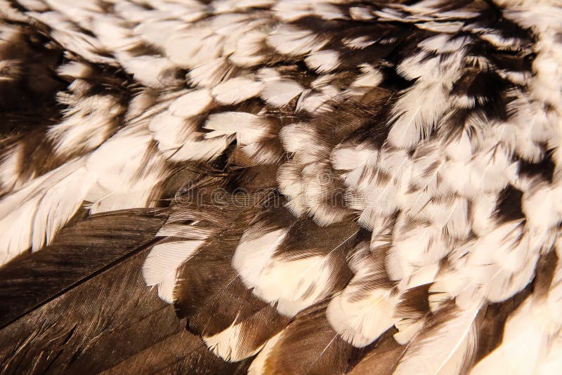 Feathers Soft Long Texture with Smooth Patterns Natural White and Brown ...