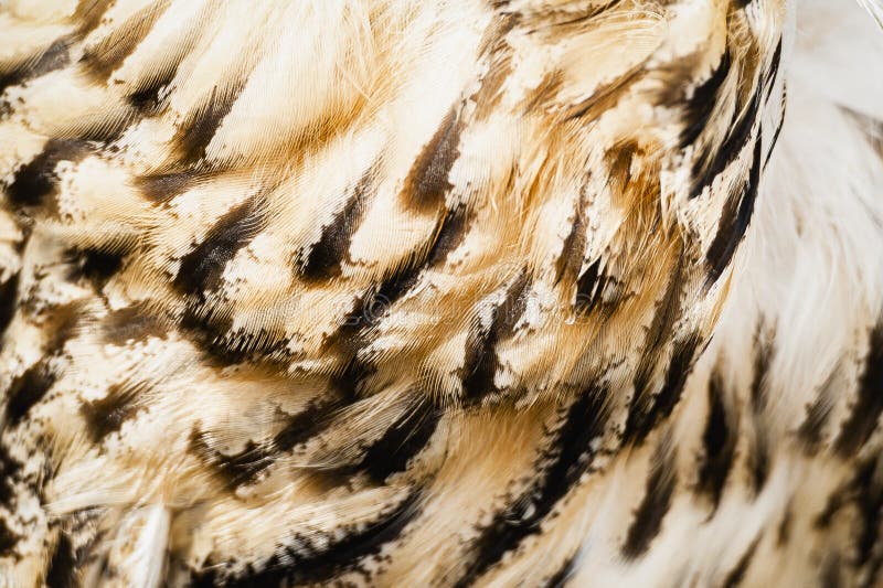 Feathers of an Eagle Owl - Natural Feather Texture Background Stock ...
