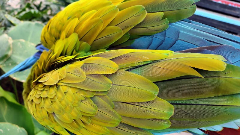 Close-up of the Feathers of a Green or Blue and Gold Macaw Parrot ...